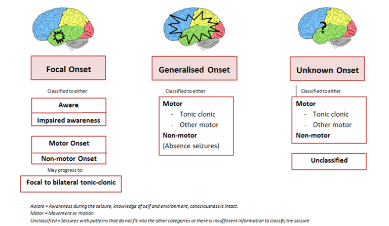Types Of Seizures Brainbook